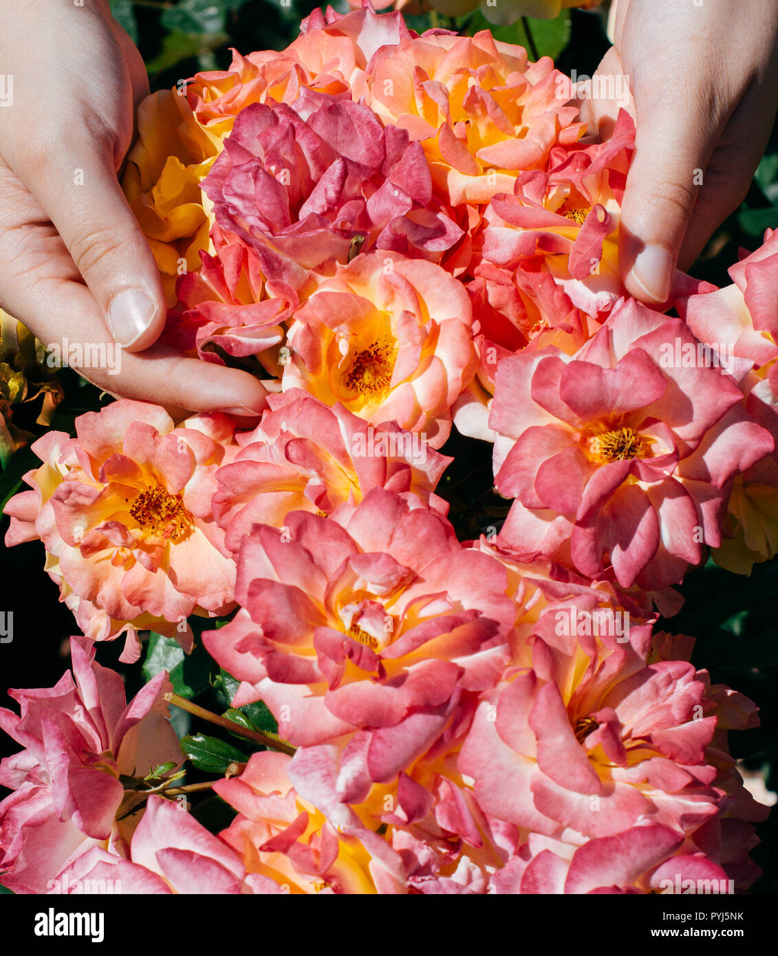 Beautiful fresh roses in hand Stock Photo - Alamy