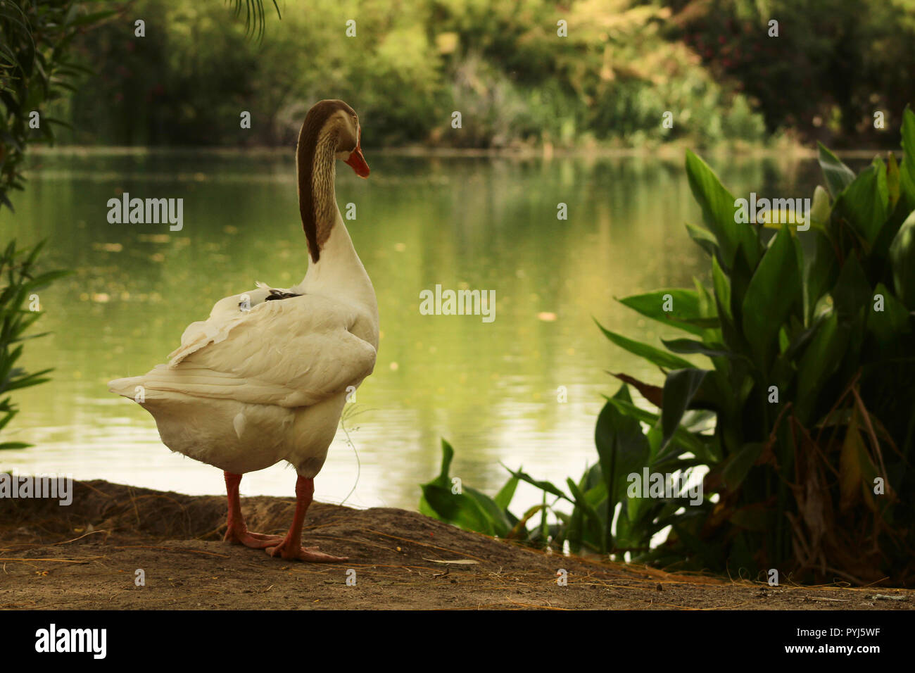 Goose looking at the horizon Stock Photo - Alamy
