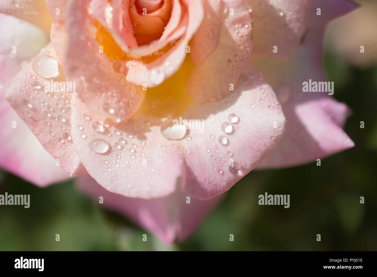 Beautiful colorful Rose with water drops on it Stock Photo - Alamy
