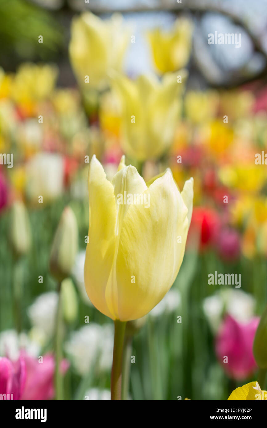 Outstanding colorful tulip flower bloom in the spring garden Stock ...