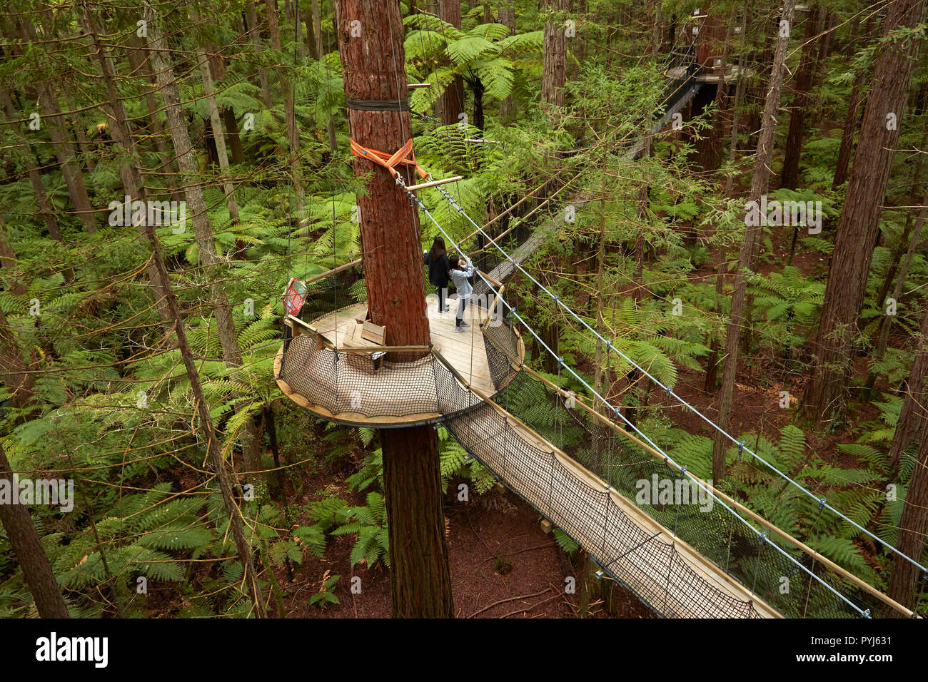 Tourists on Redwoods Treewalk at The Redwoods (Whakarewarewa Forest ...