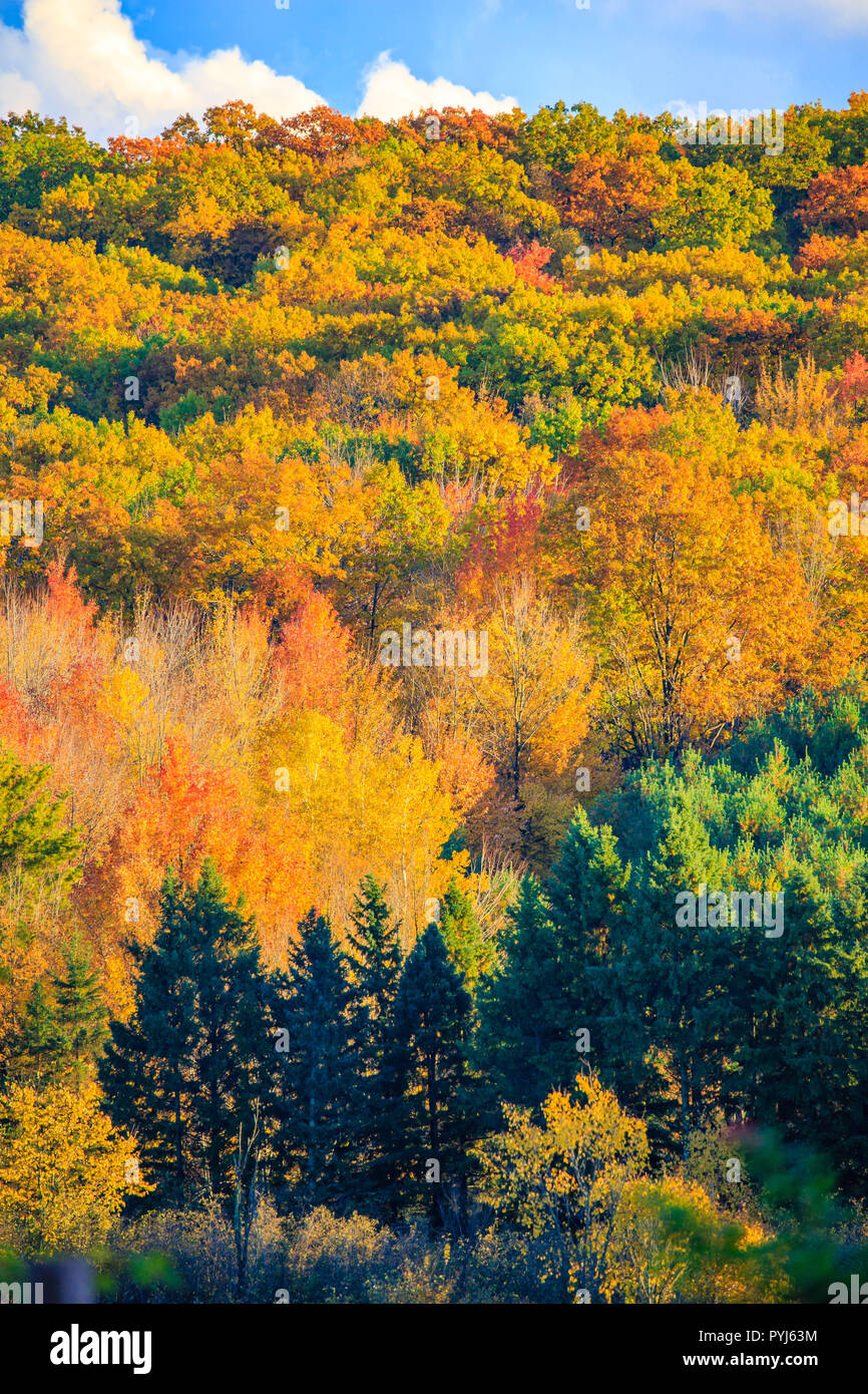 Colorful autumn trees in central Wisconsin Stock Photo - Alamy