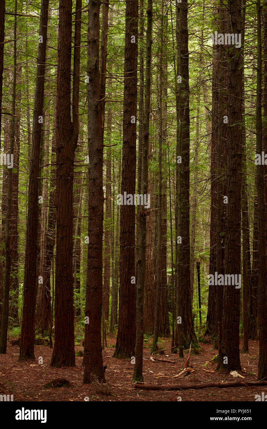 Redwood tree trunks, The Redwoods (Whakarewarewa Forest), Rotorua ...