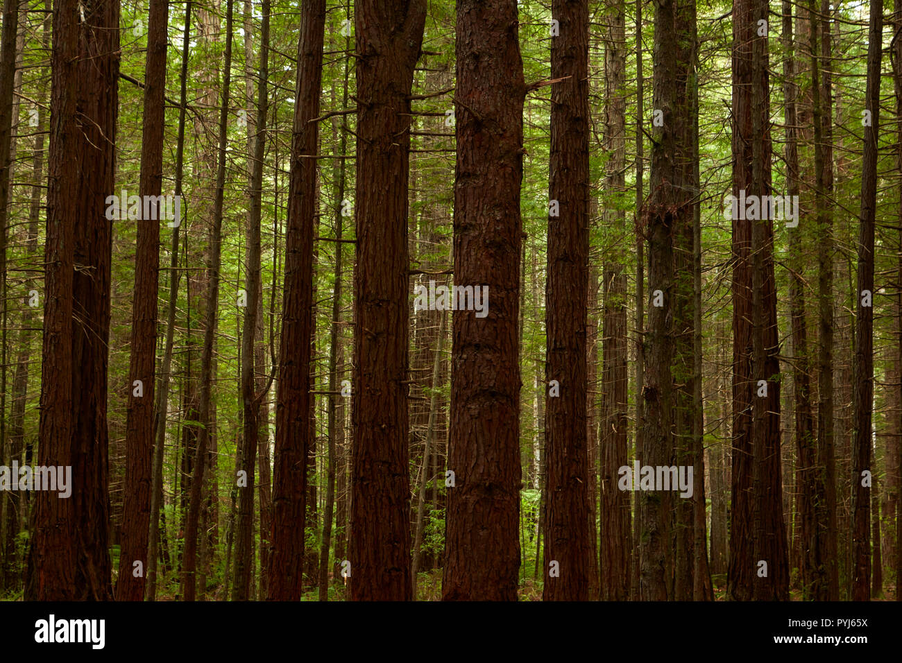 Redwood tree trunks, The Redwoods (Whakarewarewa Forest), Rotorua ...