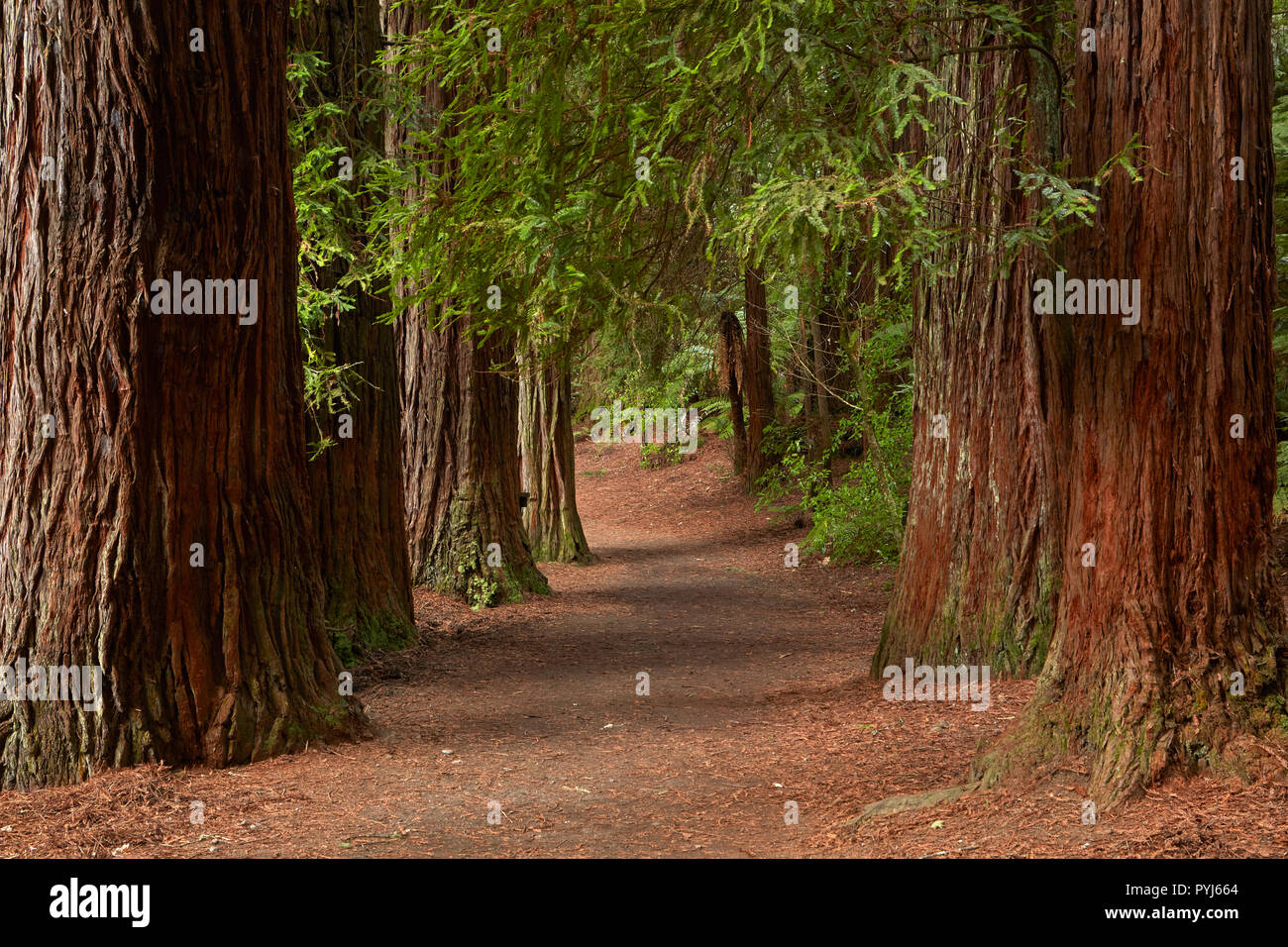 Redwood forest new zealand hi-res stock photography and images - Alamy