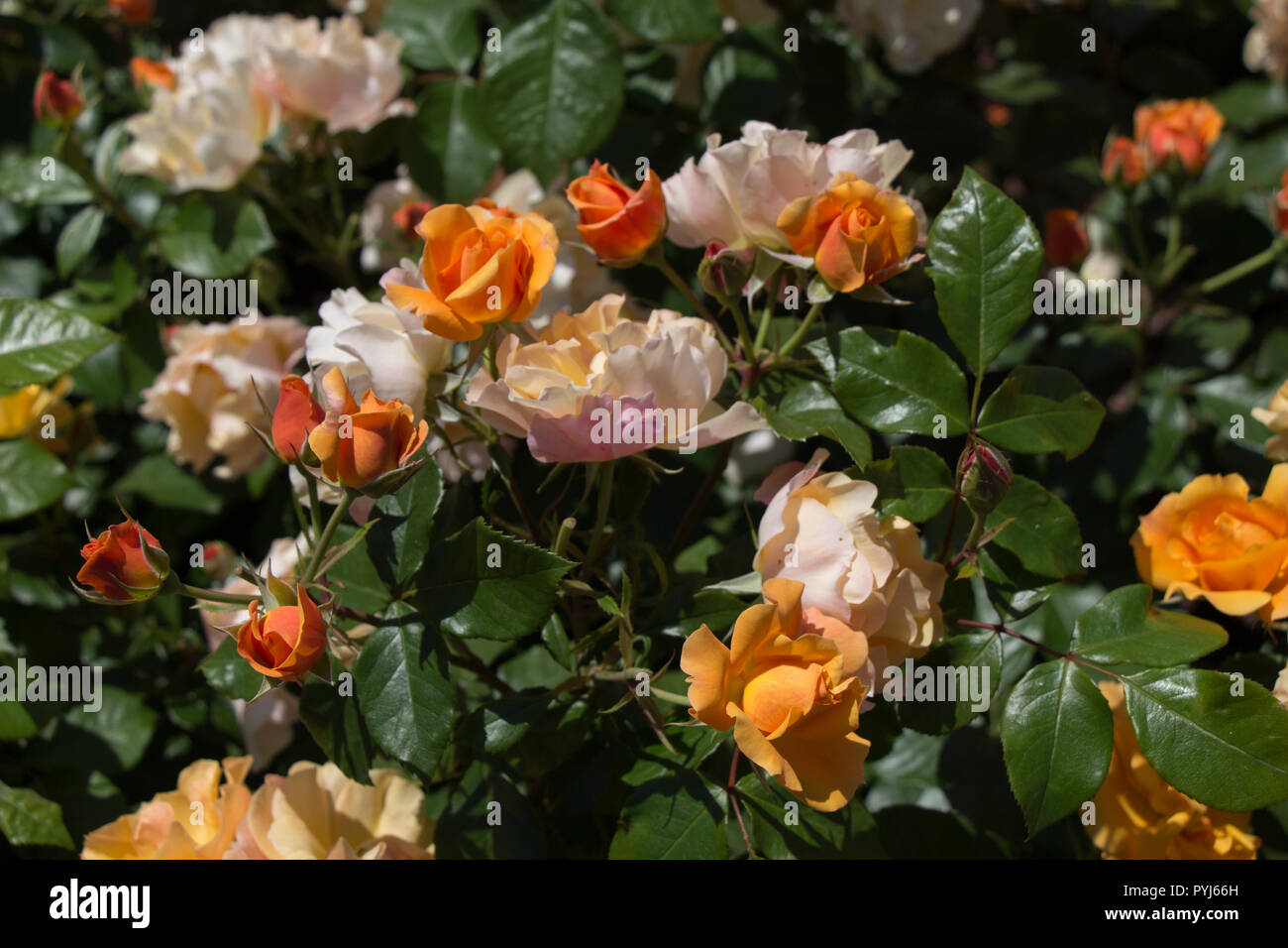 Rose garden full of beautiful fresh roses Stock Photo - Alamy