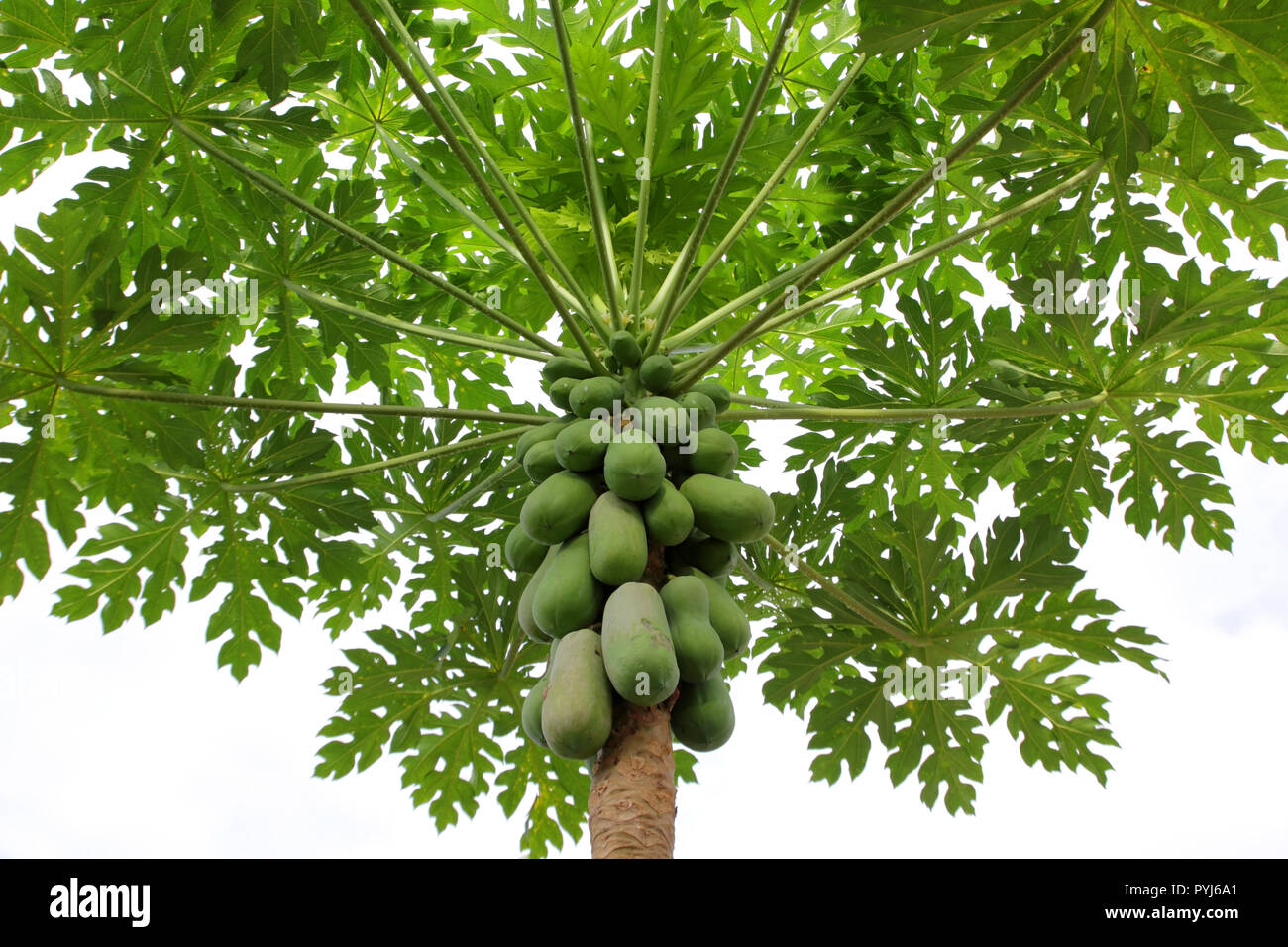 Agriculture fruit papaya hi-res stock photography and images - Alamy