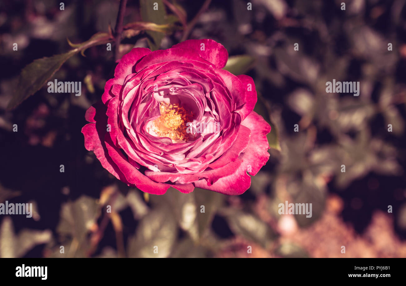Beautiful colorful Rose Flower on garden background Stock Photo - Alamy