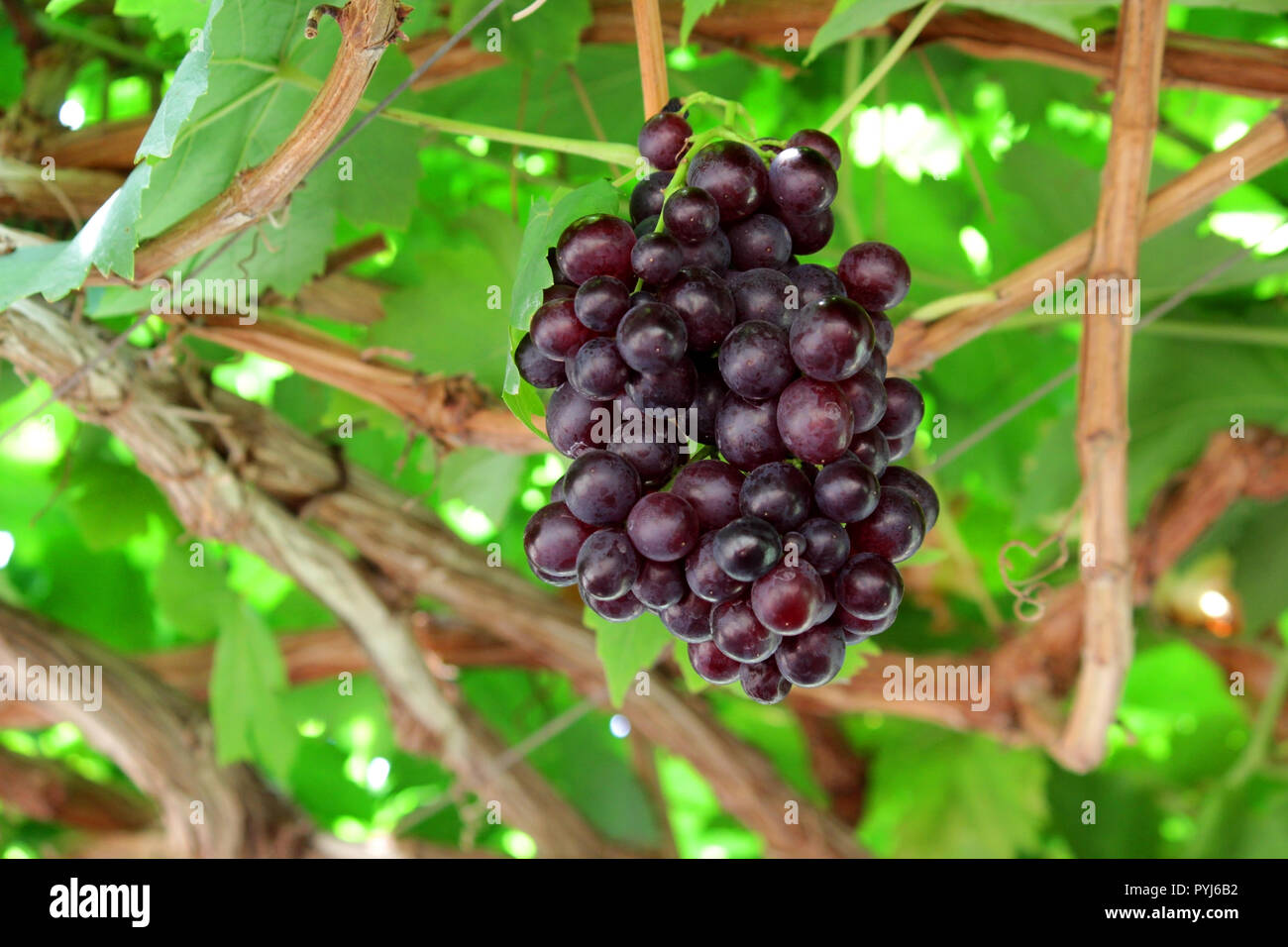 grape fruit on tree in fruit garden Stock Photo - Alamy