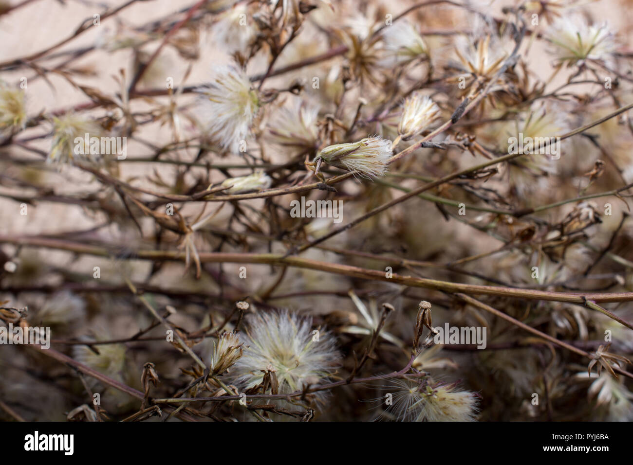 Beautiful colorful natural flowers in dry form Stock Photo - Alamy