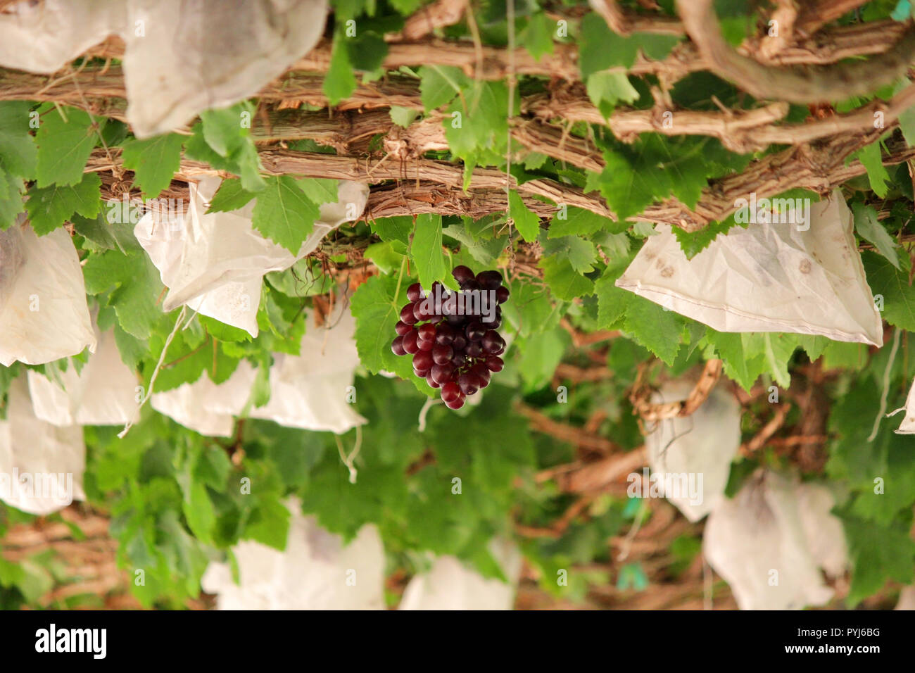 Grape fruit tree hi-res stock photography and images - Alamy
