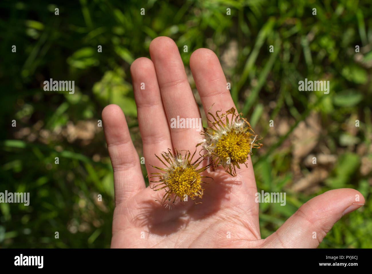 Hand holding Beautiful colorful natural spring flowers Stock Photo - Alamy