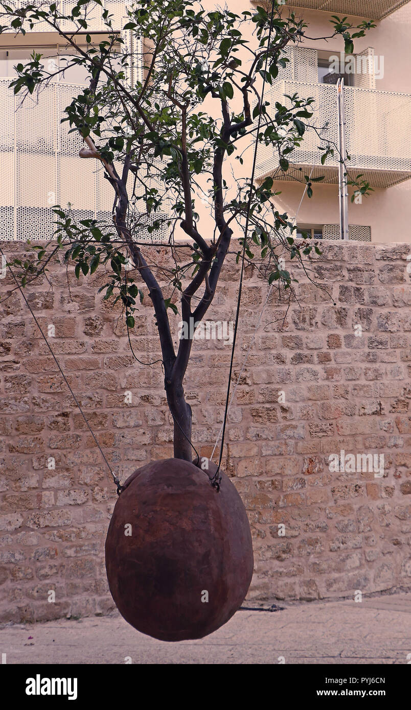 Traditional floating Jaffa orange tree suspended on ropes in Israel ...
