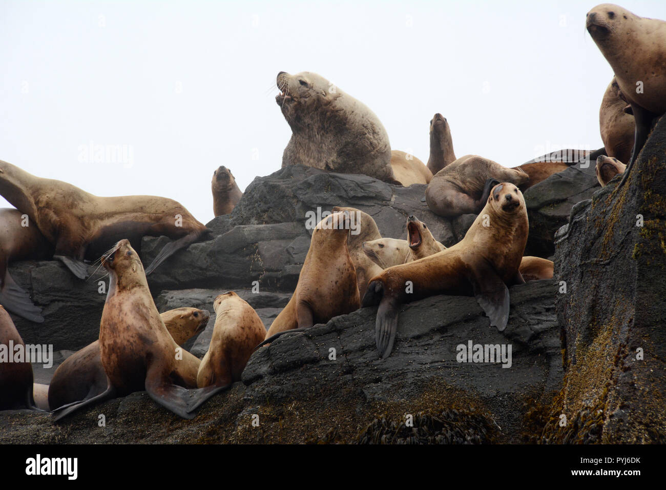 A colony of steller sea lions, including a large male (bull), on a ...