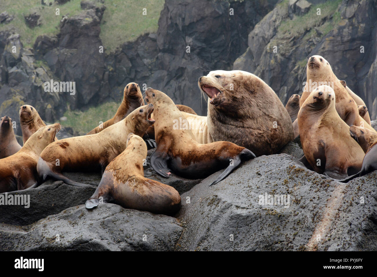 A colony of steller sea lions, including a large male (bull), on a ...