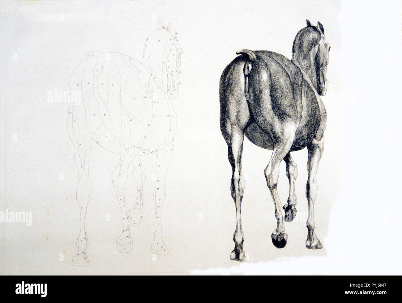 Horse drawing outline hi-res stock photography and images - Alamy