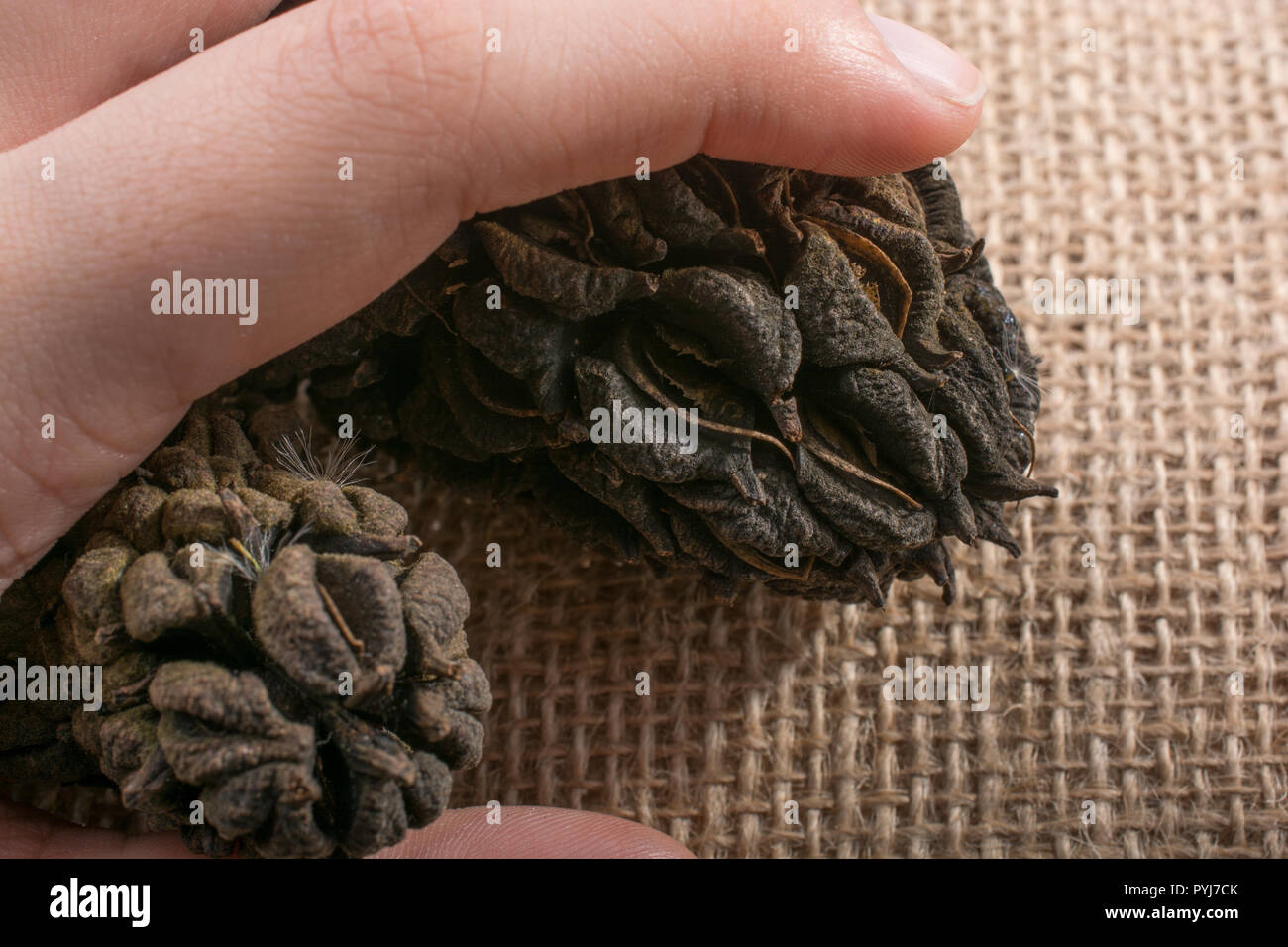 Hand holding pod, cone or capsule on background Stock Photo - Alamy