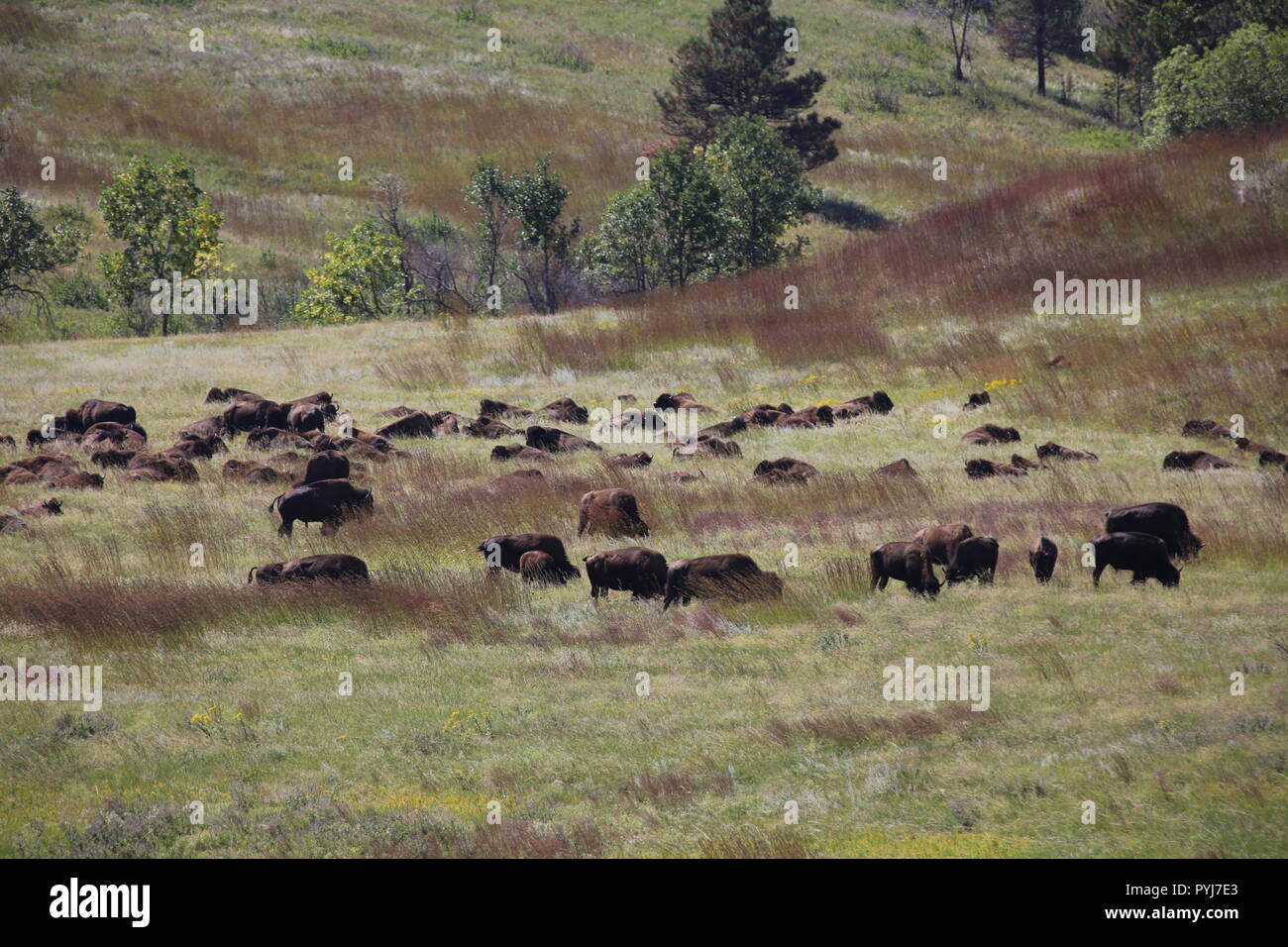 Where the buffalo roam hi-res stock photography and images - Alamy