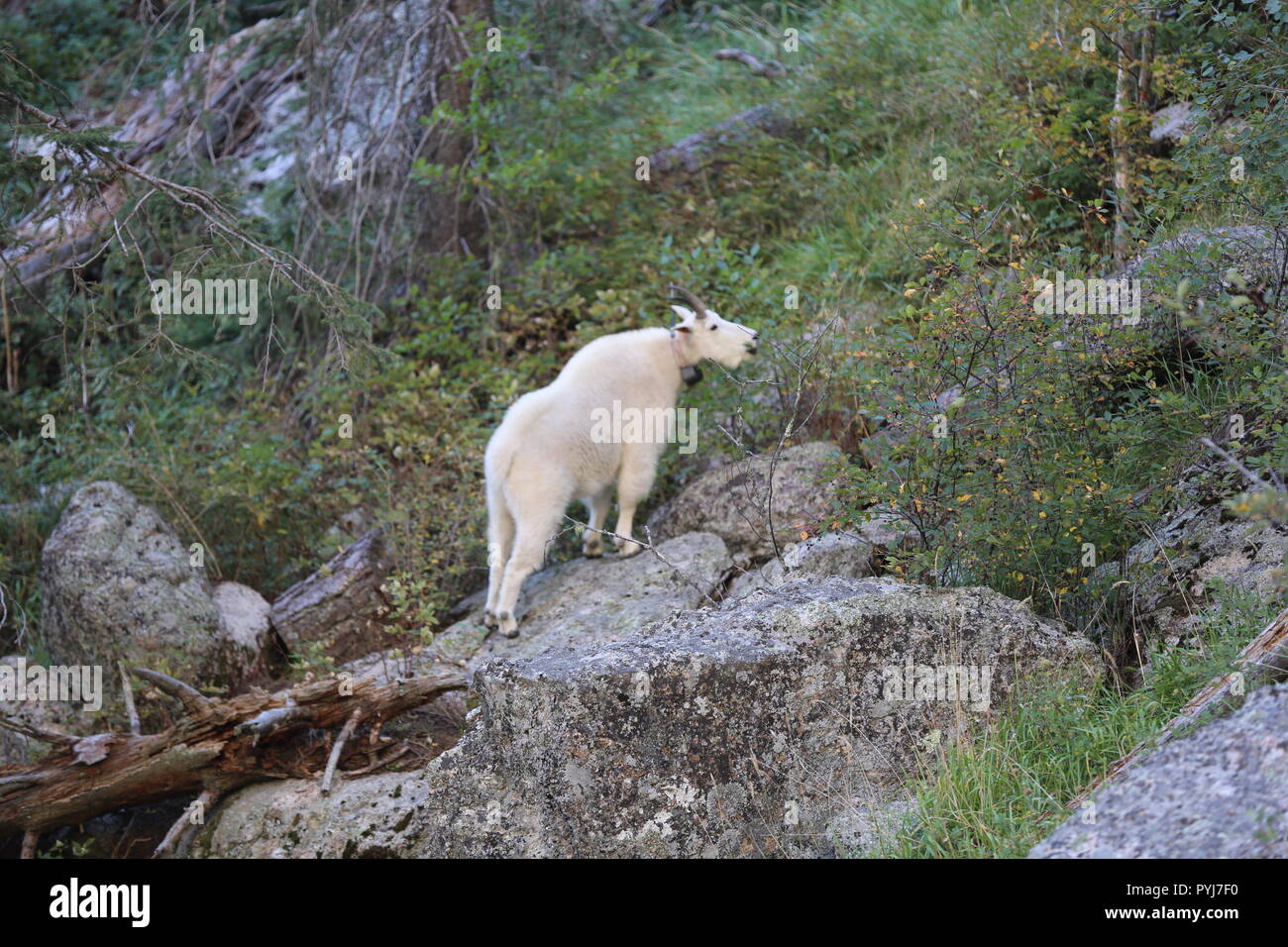 Mountain Goat on a Rock Stock Photo - Alamy