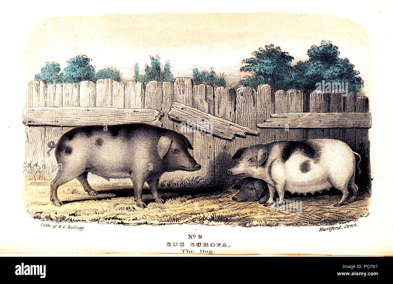 Illustration of a boar, sow, and piglet in a barnyard Stock Photo - Alamy
