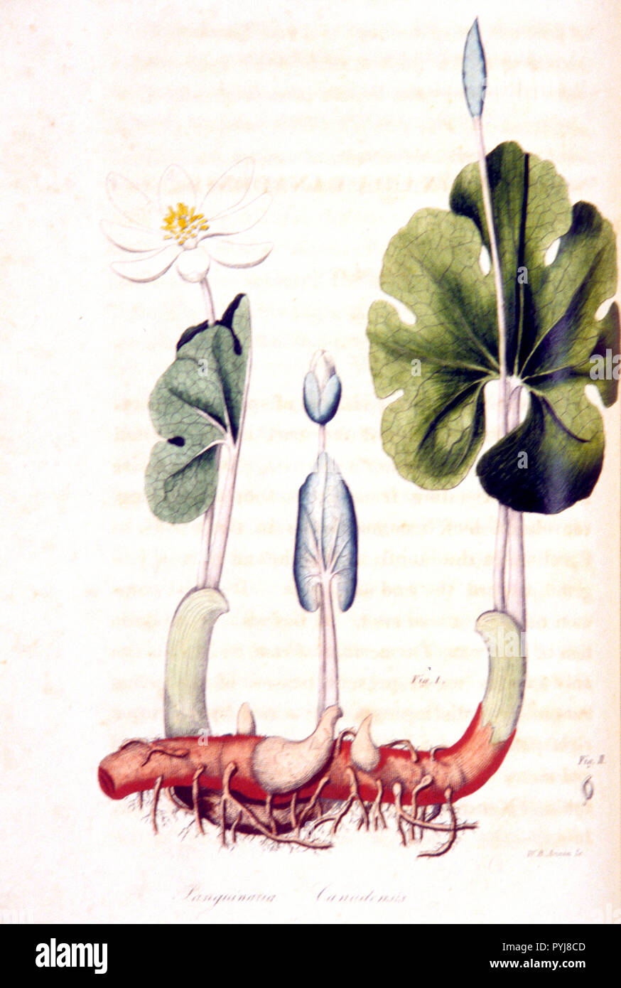 Colored engraving of a flowering blood root plant Stock Photo - Alamy