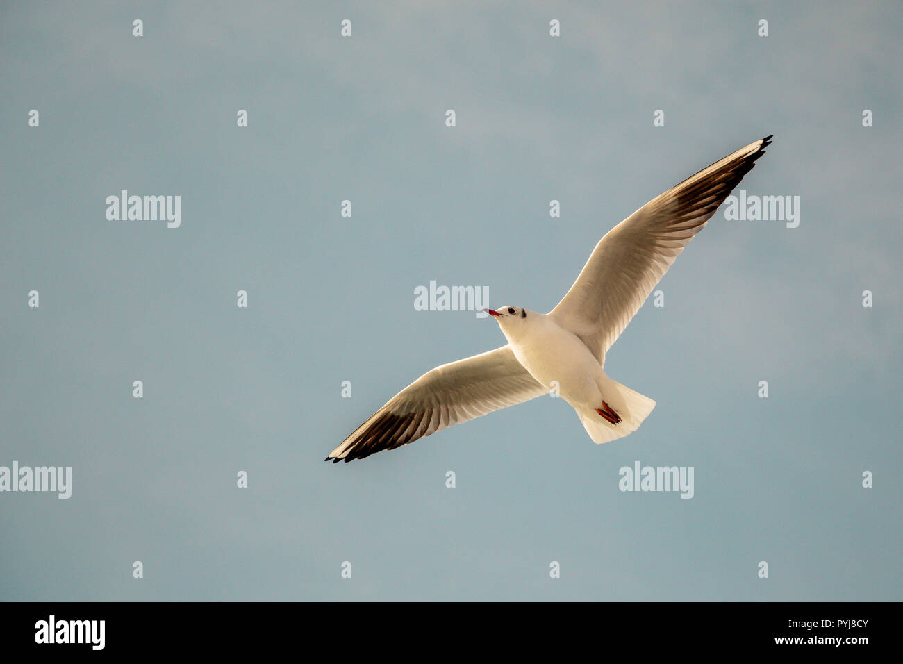 Seagull flying in blue sky over the sea waters Stock Photo - Alamy