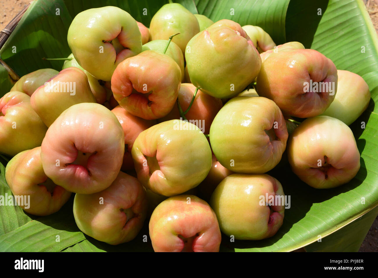 Eugenia Javanica High Resolution Stock Photography and Images - Alamy