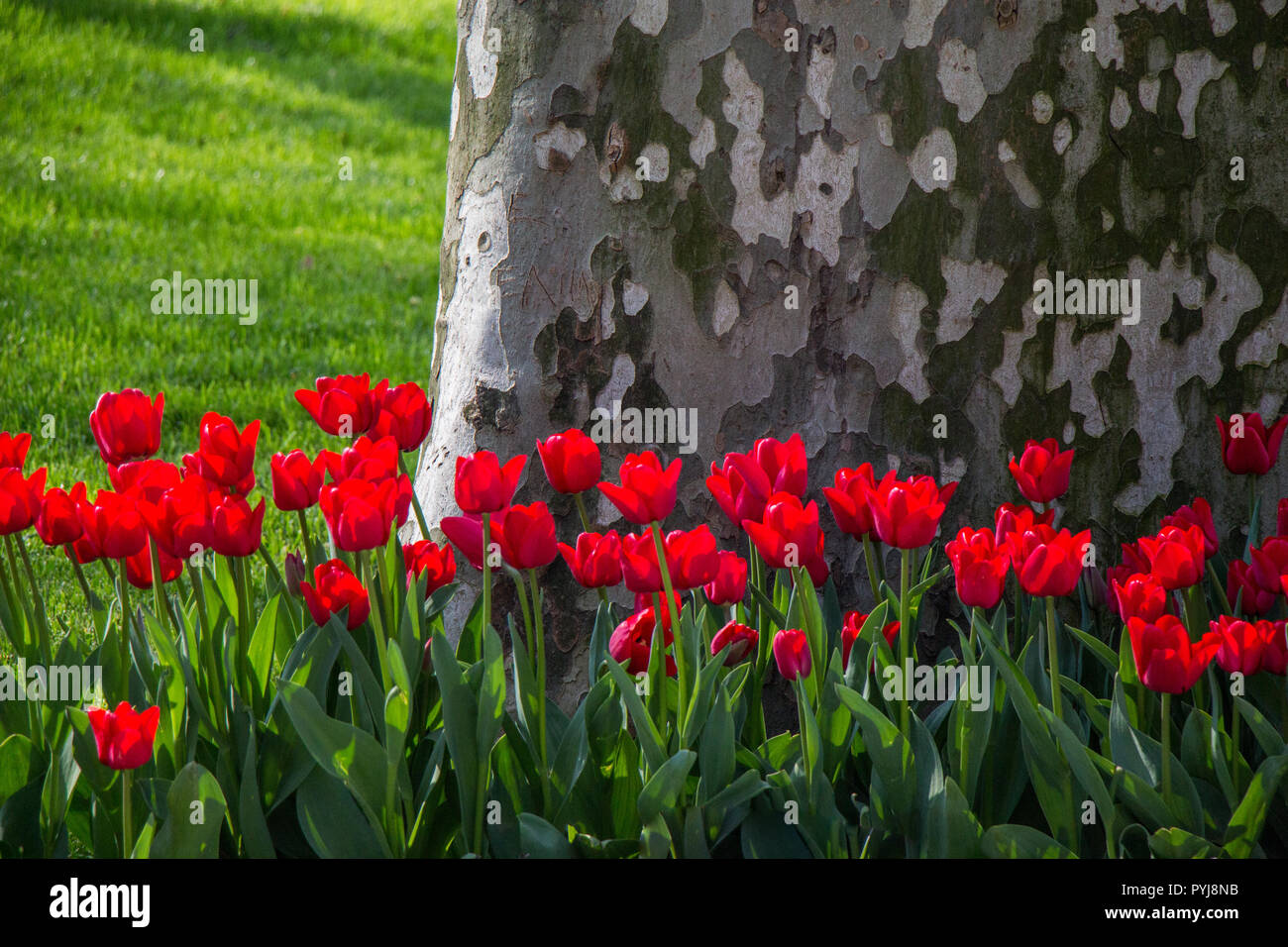 Red color Tulips Bloom in Spring in garden Stock Photo - Alamy