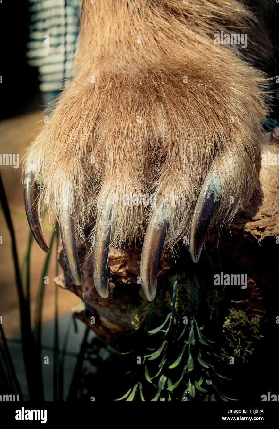 Grizzly bear sharp paws hi-res stock photography and images - Alamy