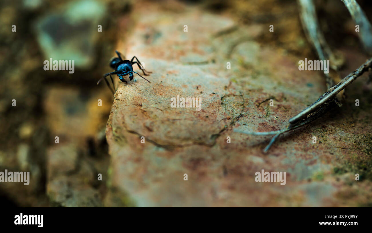 Close up ants head hi-res stock photography and images - Alamy