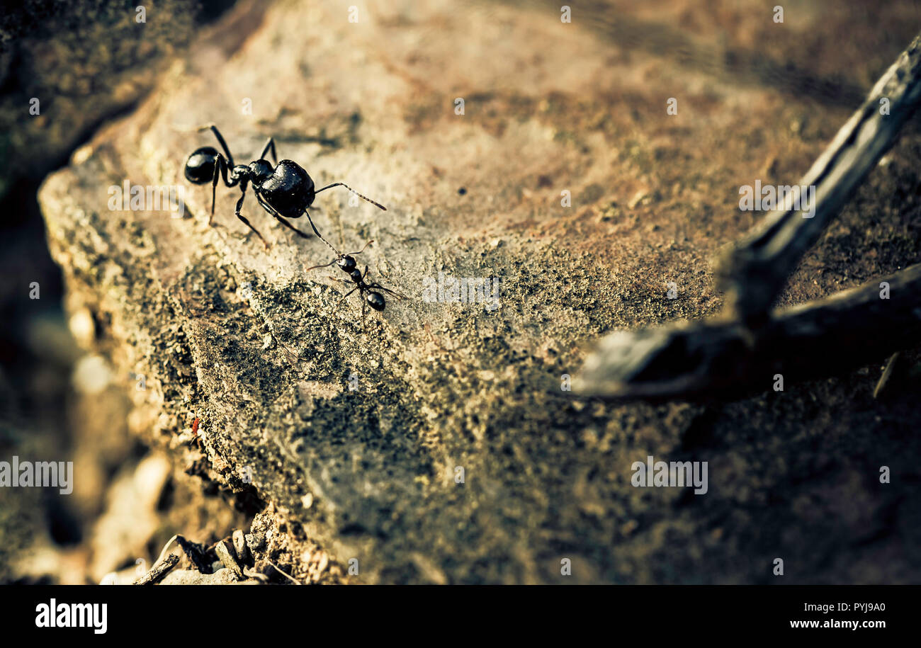 Black ants queen hi-res stock photography and images - Alamy