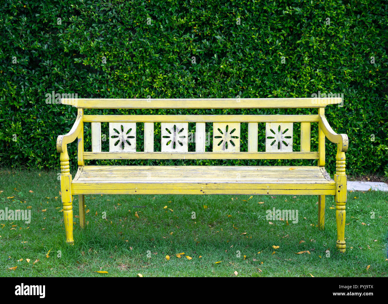 Vintage wood bench in garden against green tree fence Stock Photo - Alamy