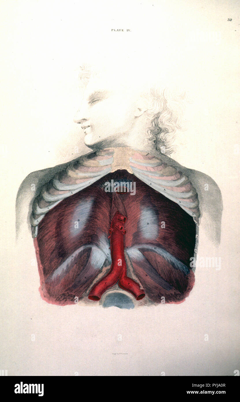 Chest cavity hi-res stock photography and images - Alamy