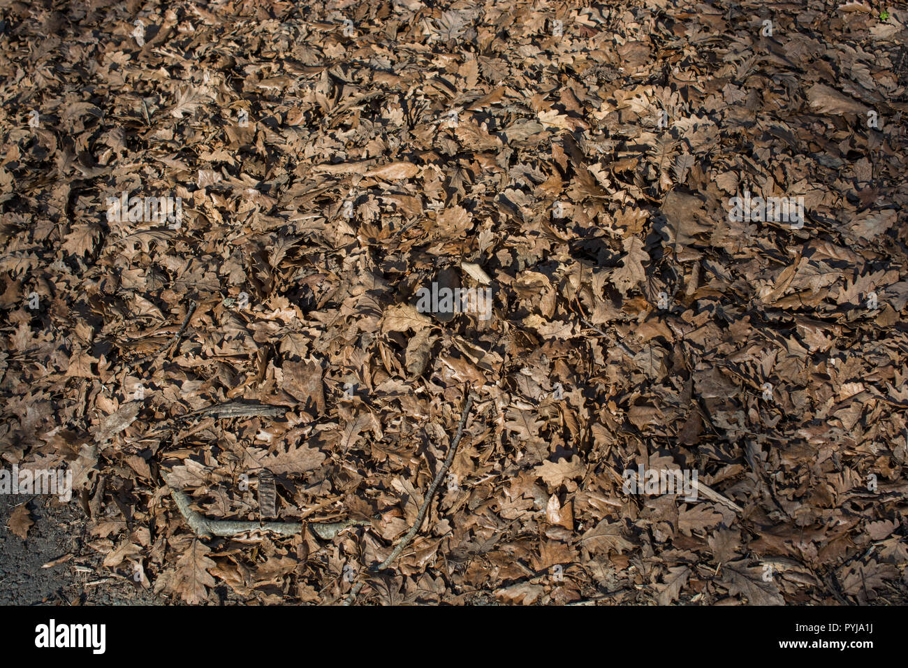 Texture background of autumn season with leaves Stock Photo - Alamy