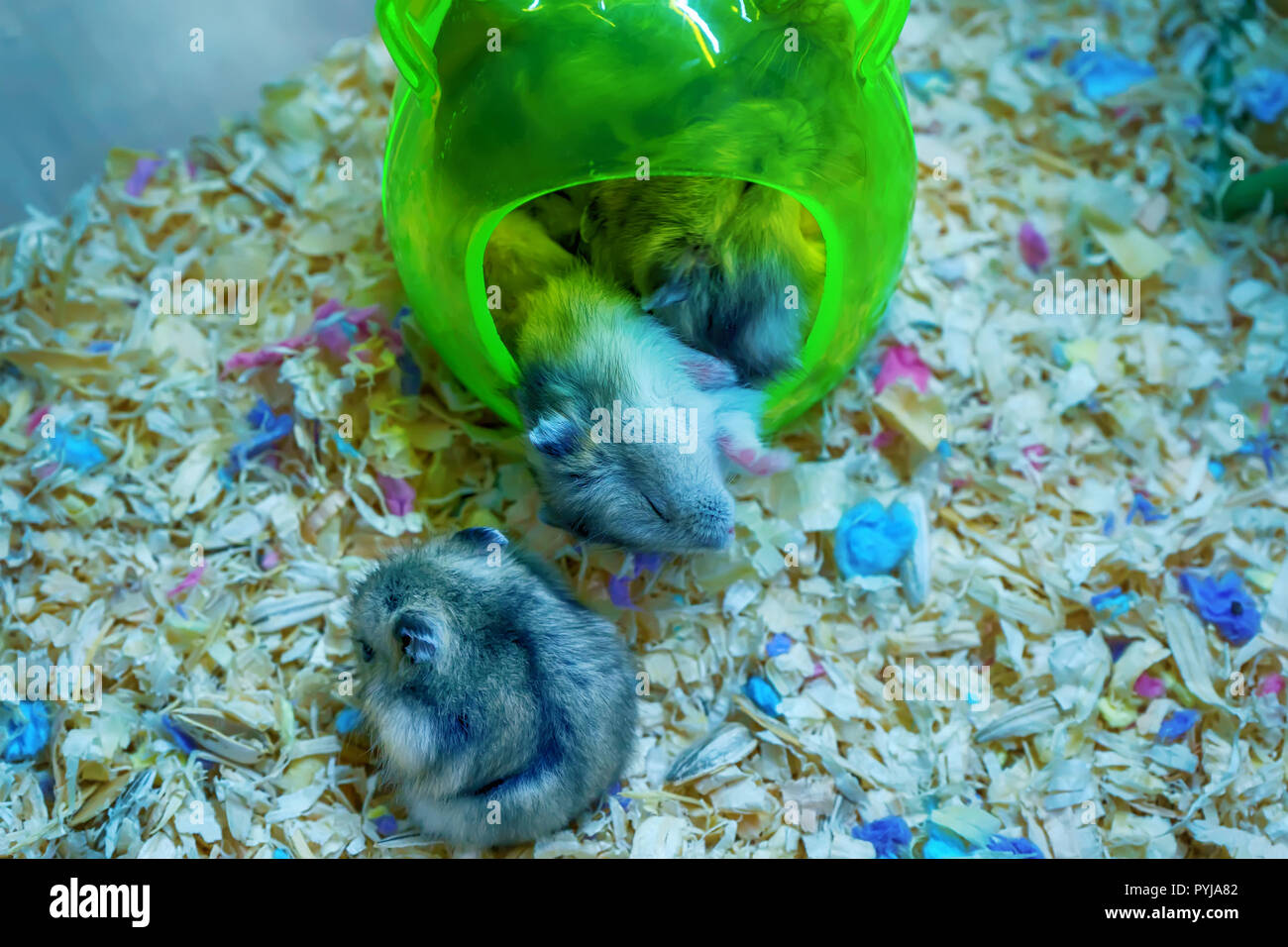 Fat-tailed gerbil is a rodent. It is sleeping Stock Photo - Alamy