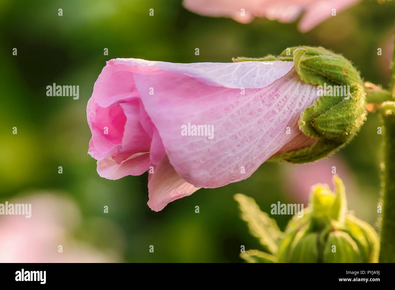 Hollyhock flower is many colors and beautiful in the garden Stock Photo ...