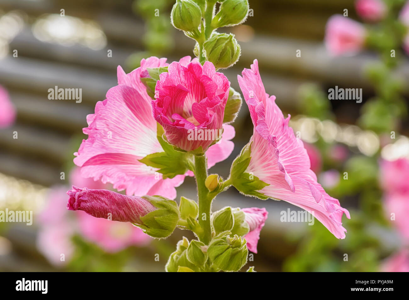 Hollyhock flower is many colors and beautiful in the garden Stock Photo ...