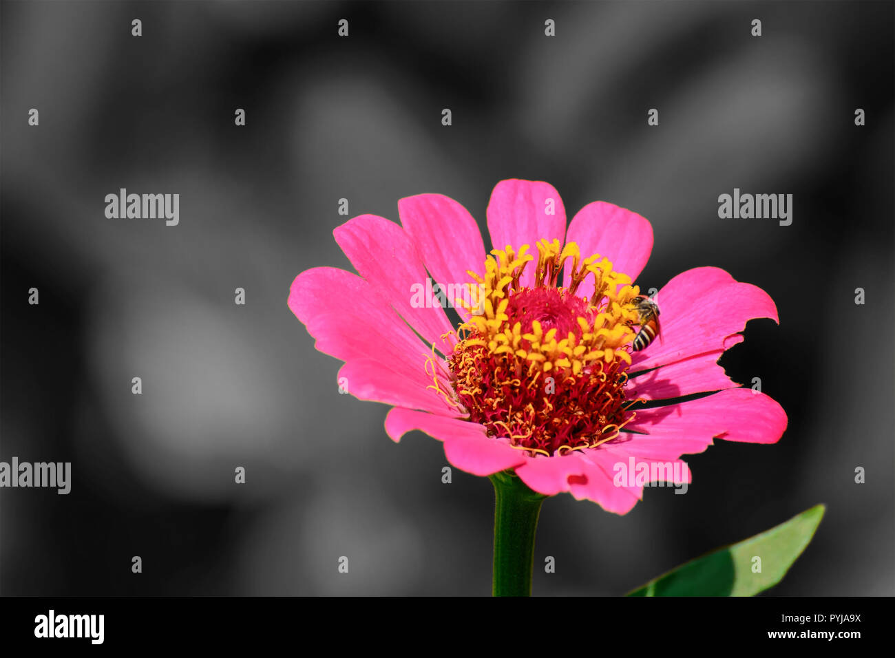 Bee eating pollen from zinnia elegans on a black&white background Stock ...