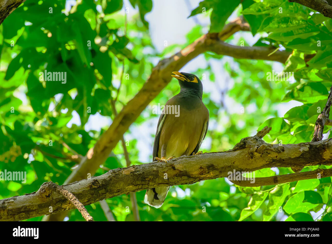 Mynah bird nest hi-res stock photography and images - Alamy