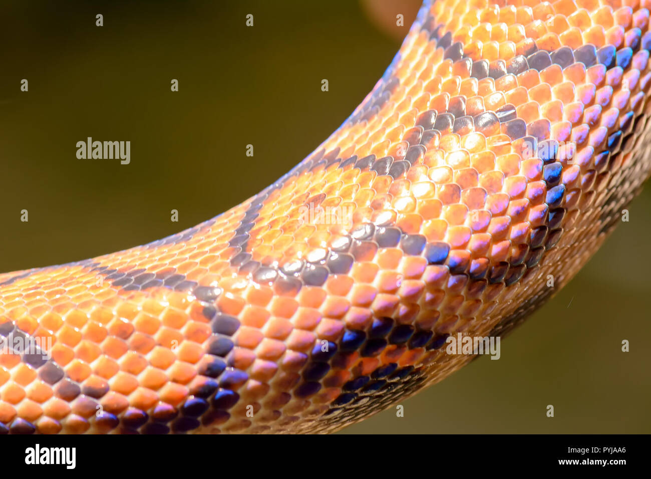 Detailed close up of a rainbow snake. Its can reflect sunlight into a ...