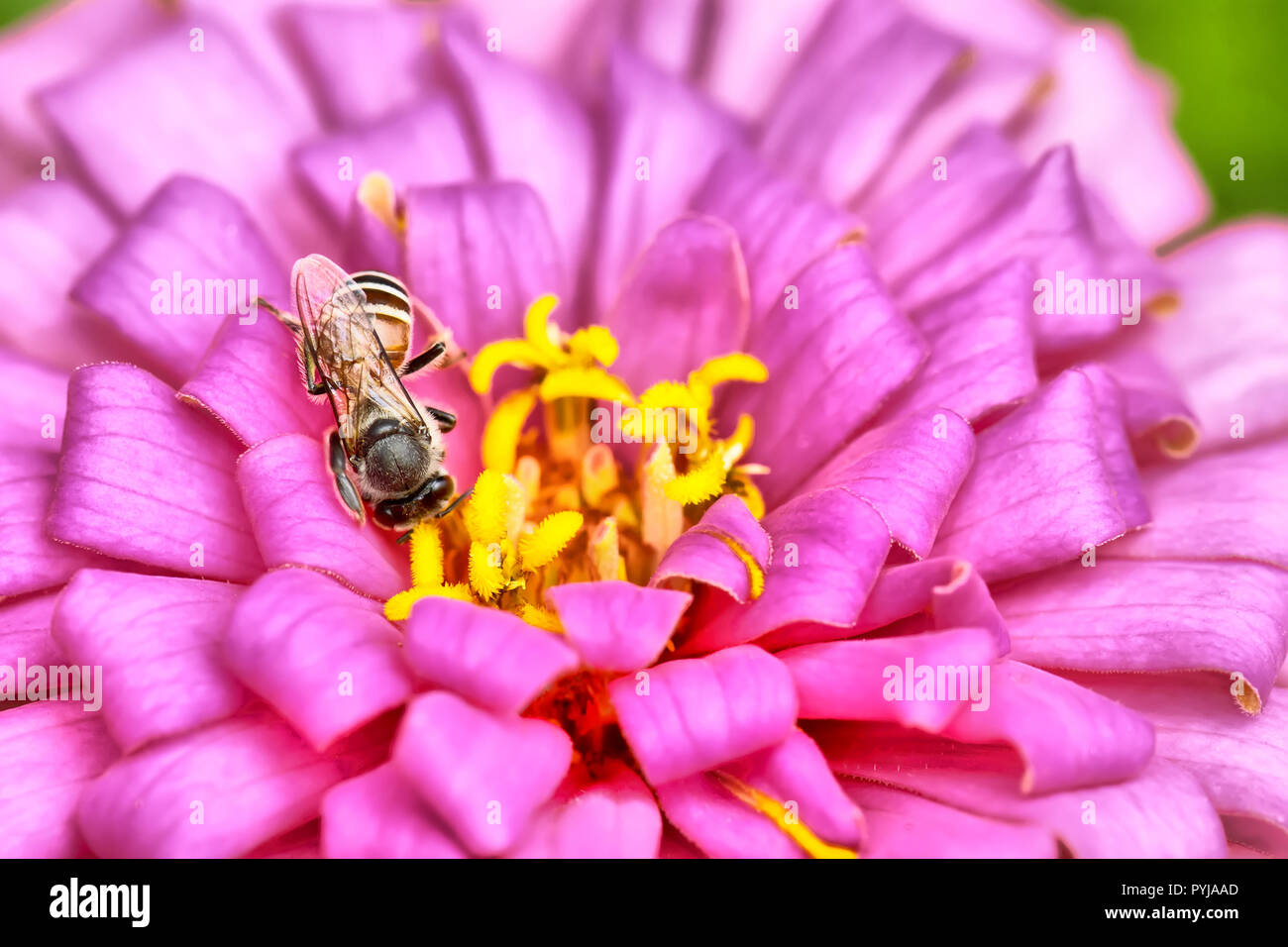 Bee eating pollen from zinnia elegans on a nature background Stock ...