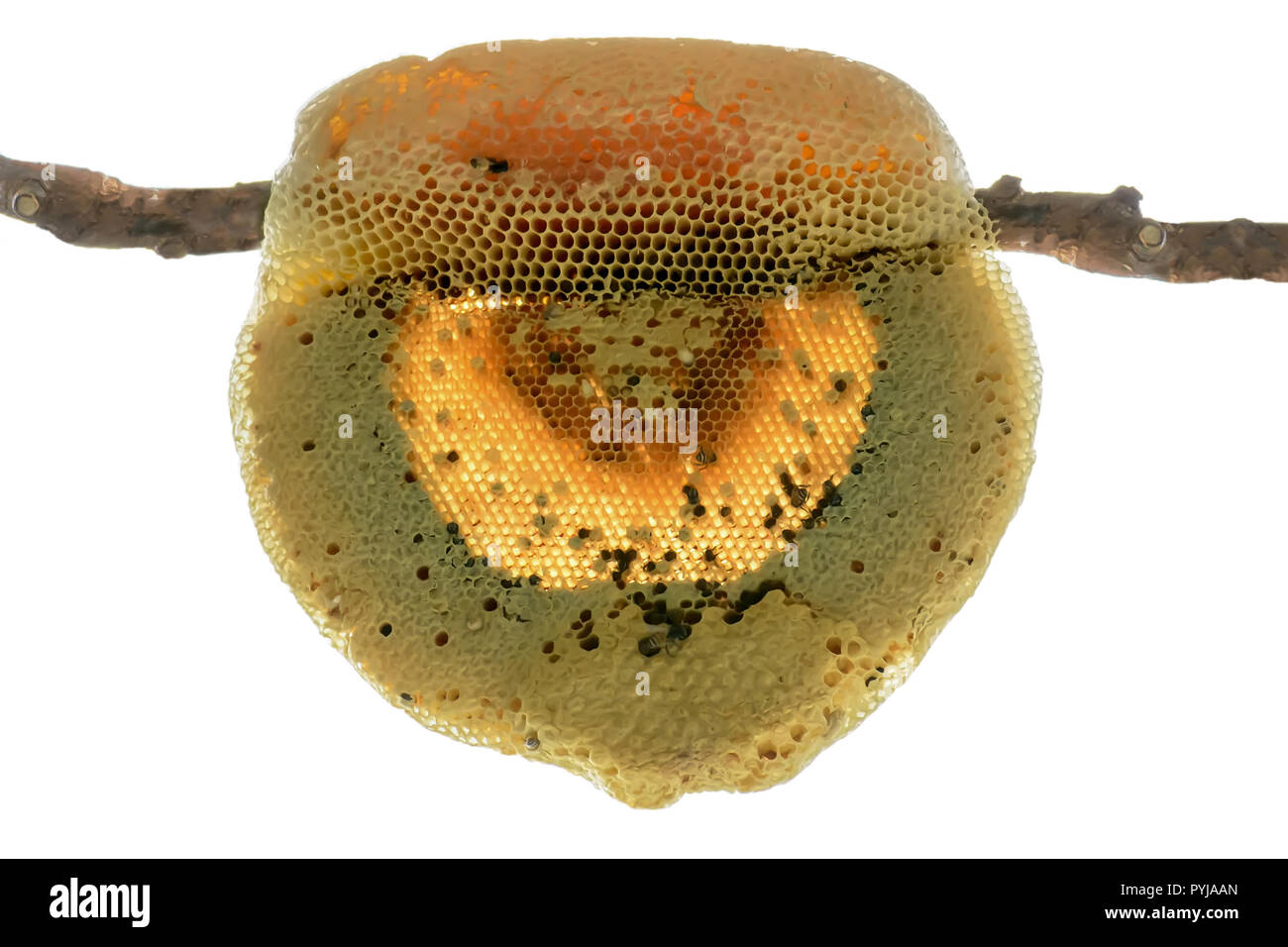Nest of apis florea consists an embryo, adult and sweet water. Apis ...