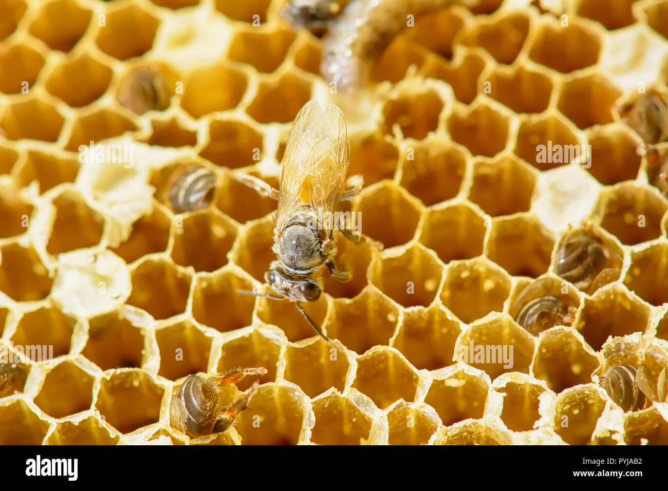 Nest of apis florea consists an embryo, adult and sweet water. Apis ...