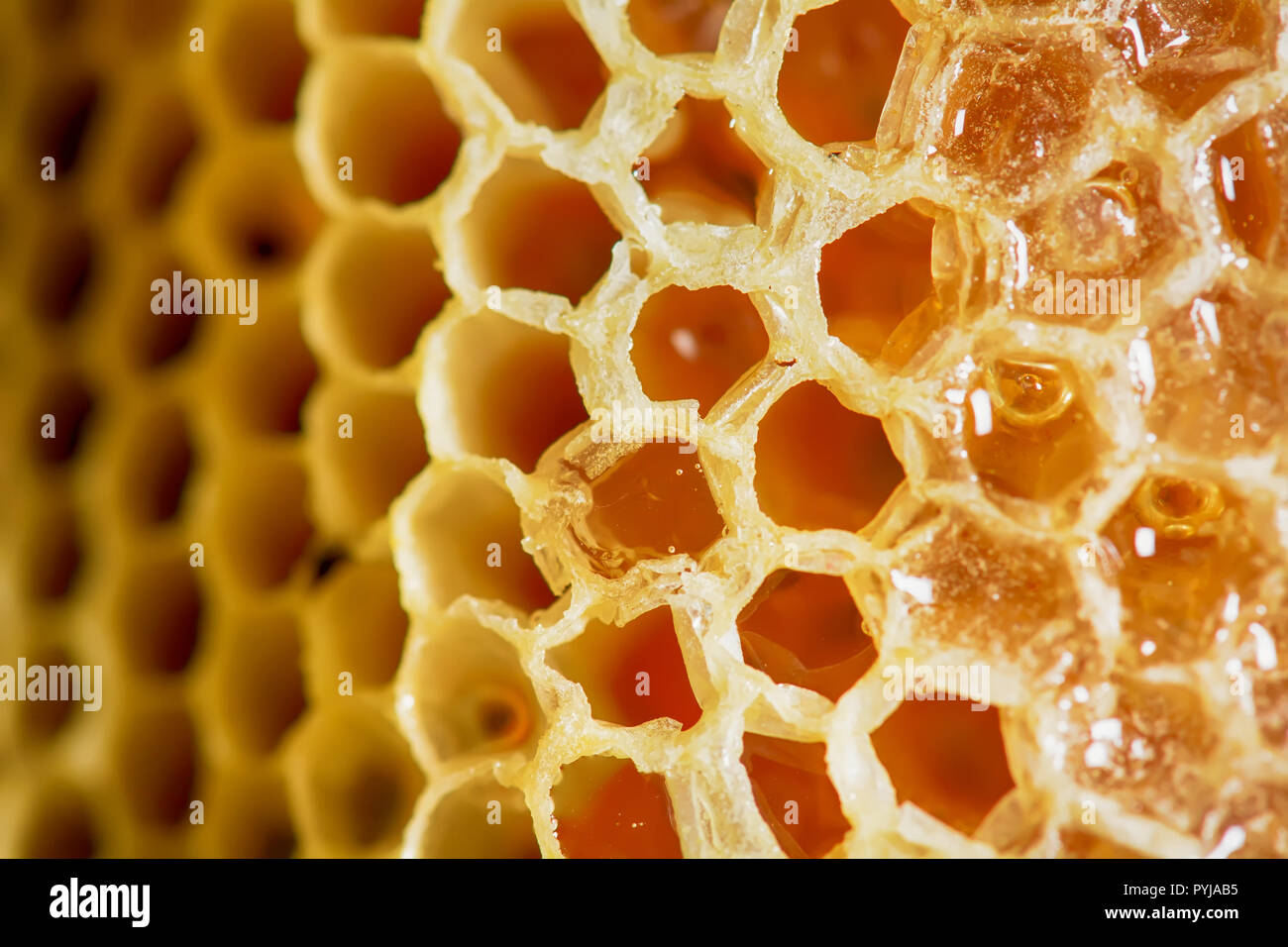 Nest of apis florea in freezing weather conditions until freezing in ...