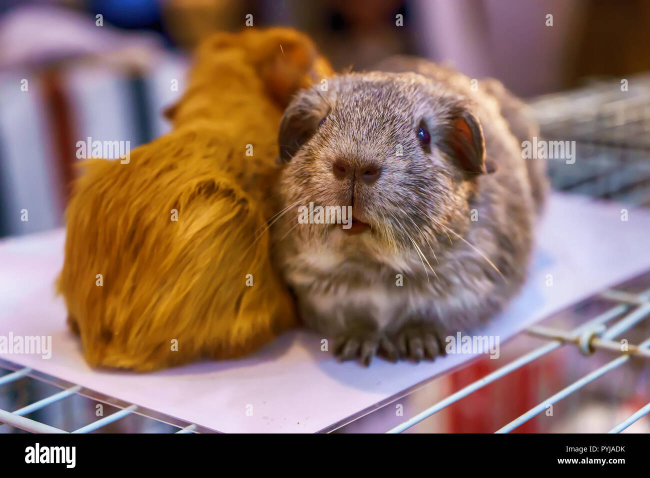 Guinea pig or domestic guinea pig, also known as cavy. It on the cage ...