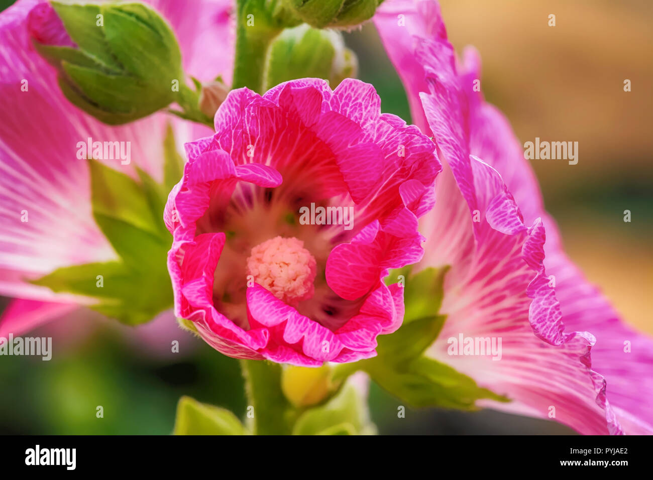 Hollyhock flower is many colors and beautiful in the garden Stock Photo ...