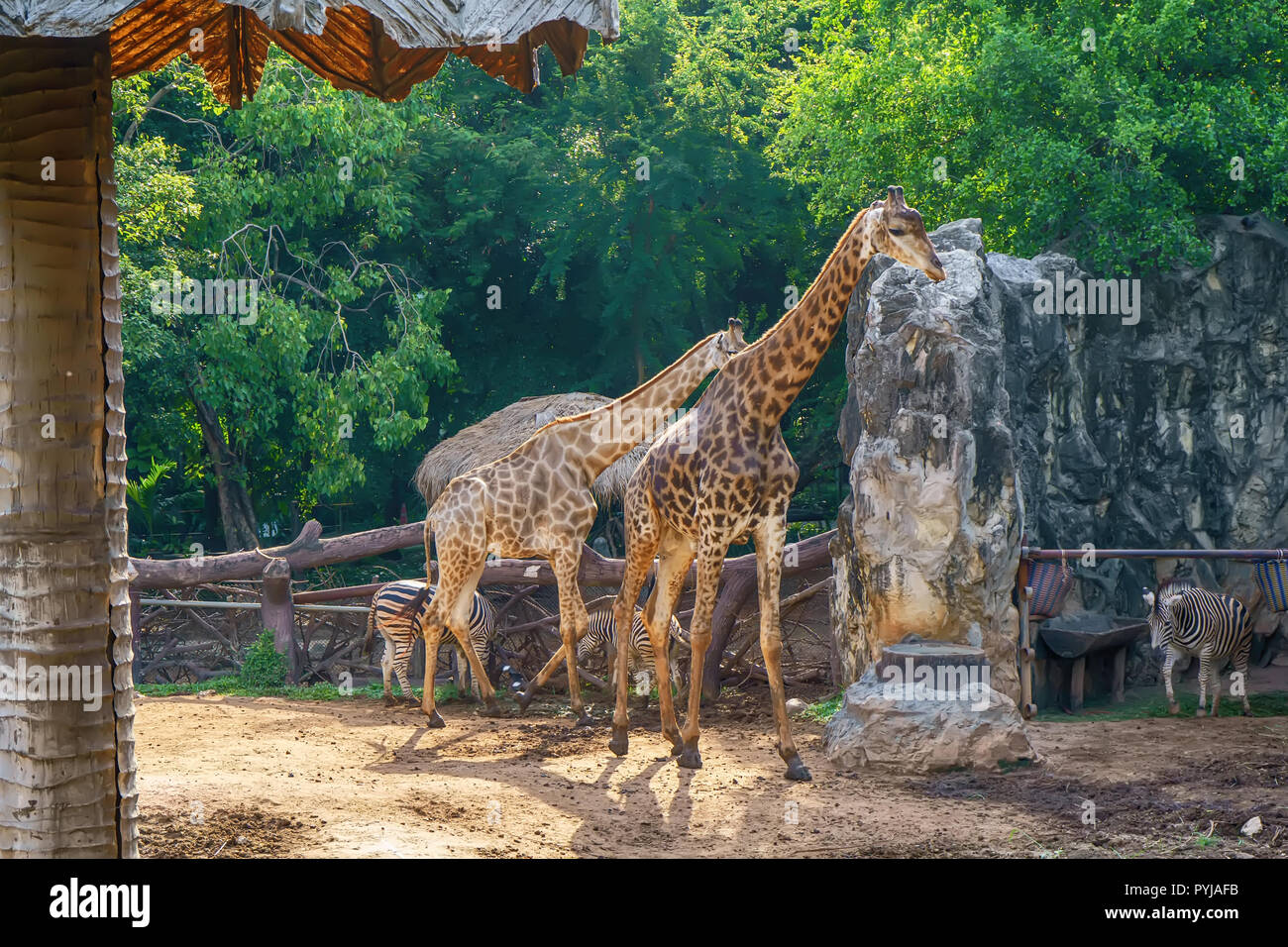 The giraffe and zebra in a forest model Stock Photo - Alamy