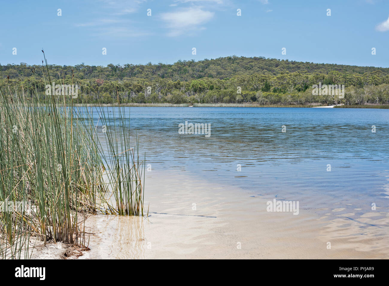 Moreton island wildlife hi-res stock photography and images - Alamy