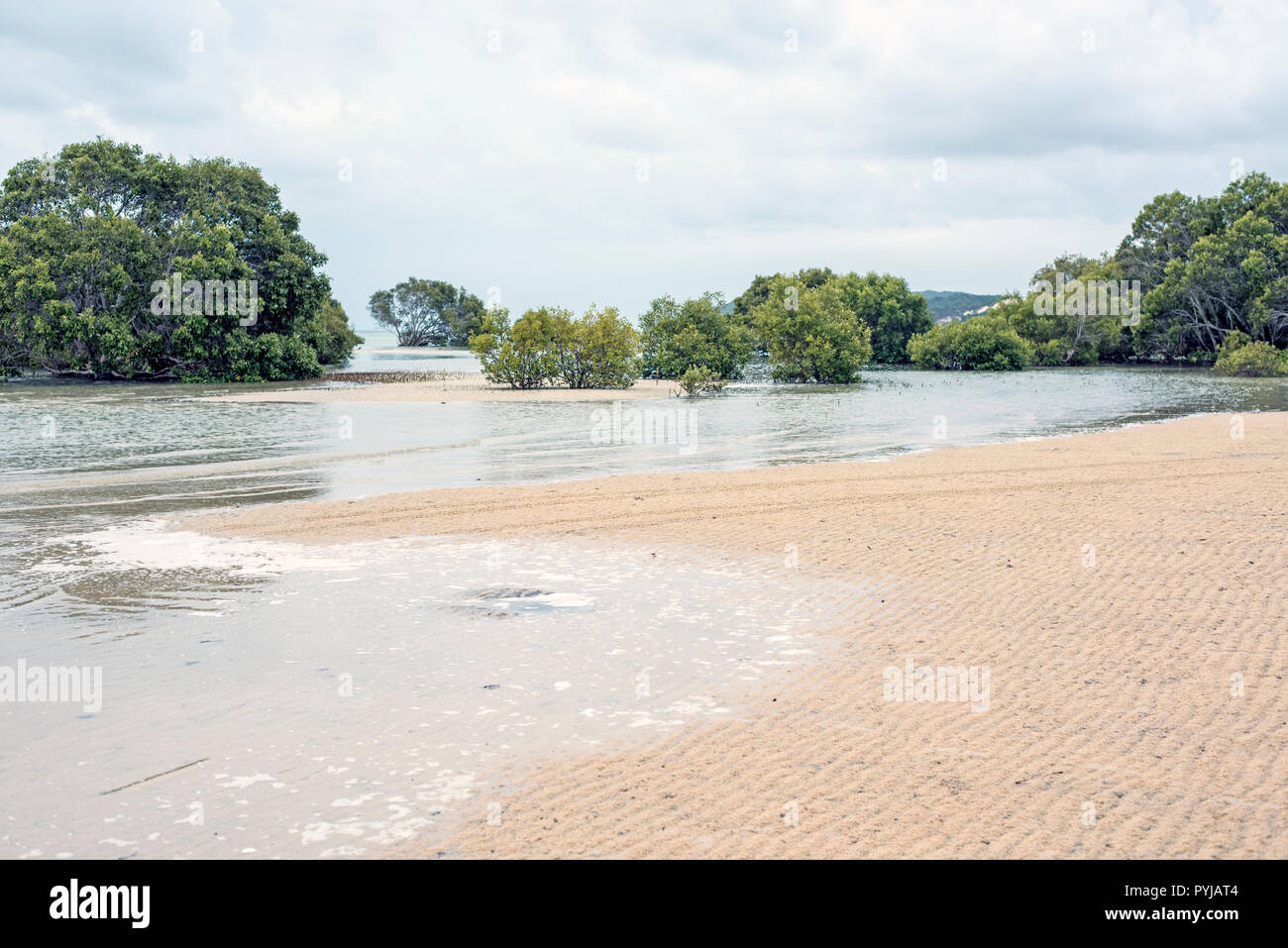 Beautiful sandy beach at low tide with mangroves along shoreline of ...