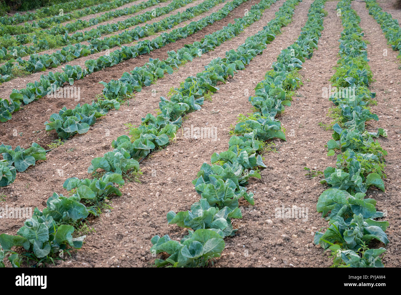 Agricultural plants in rows. Field with crops growing. View from above ...